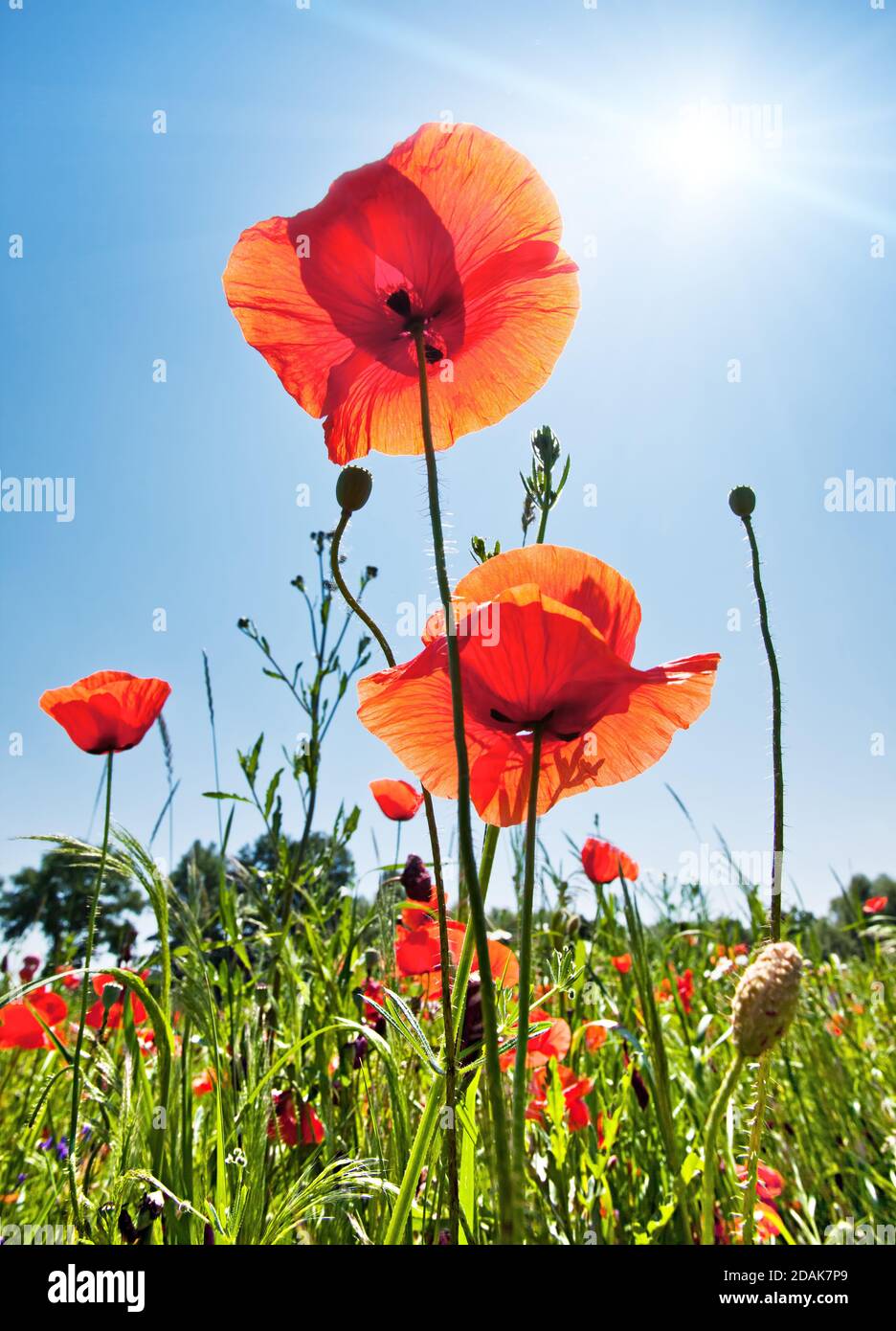 Poppy field background with sunlight Stock Photo - Alamy