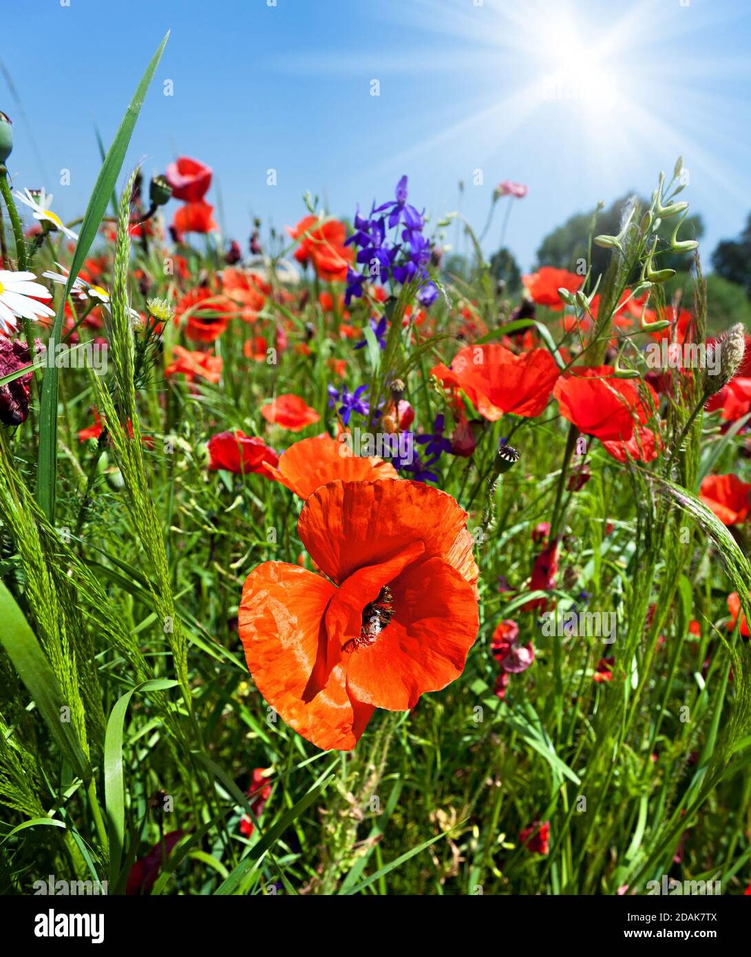 Poppy field background with sunlight Stock Photo - Alamy