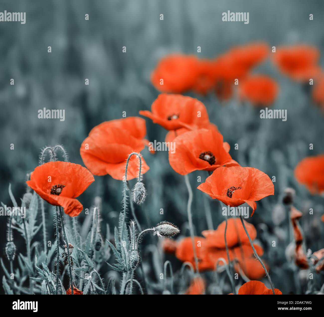 Field of poppies. Landscape with poppy. Nature background. Vintage ...
