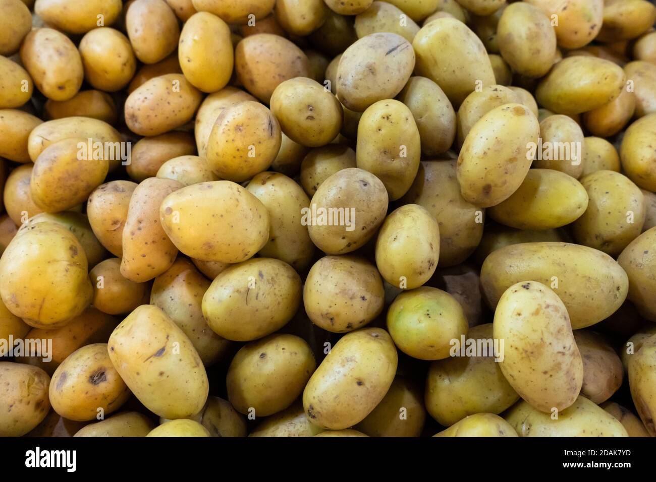 Potato. Lots of potatoes. The frame is filled with potatoes Stock Photo ...
