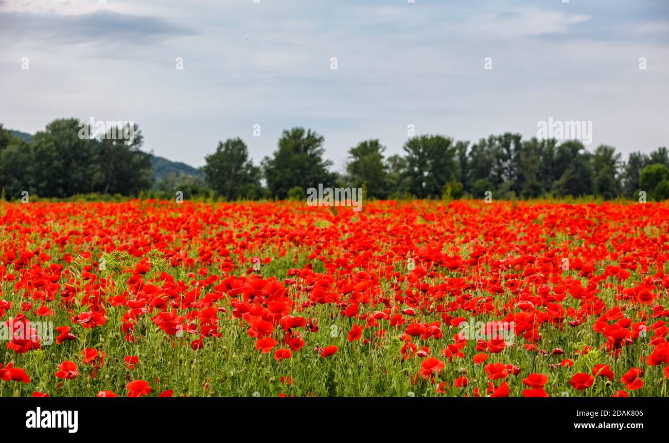 Field of poppies. Landscape with poppy. Nature background Stock Photo ...