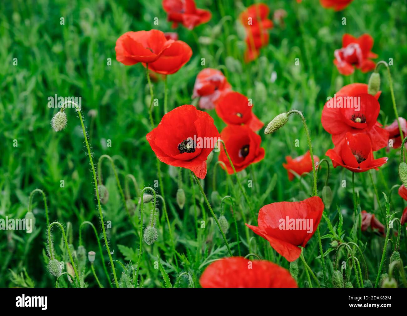 Field of poppies. Landscape with poppy. Nature background Stock Photo ...