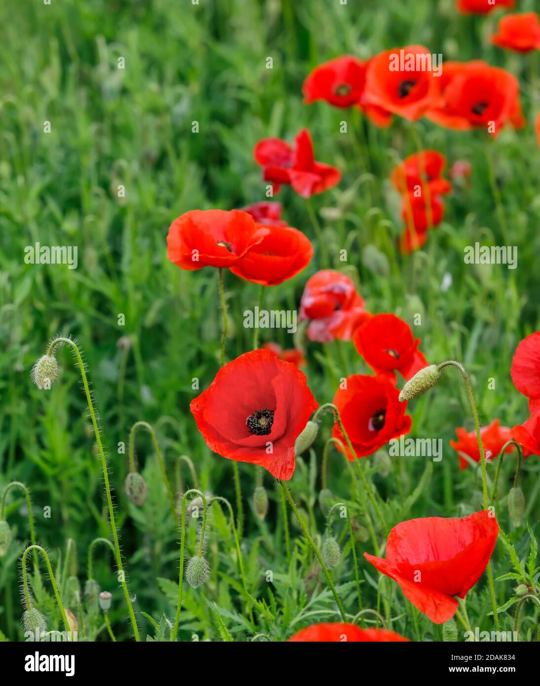 Field of poppies. Landscape with poppy. Nature background Stock Photo ...