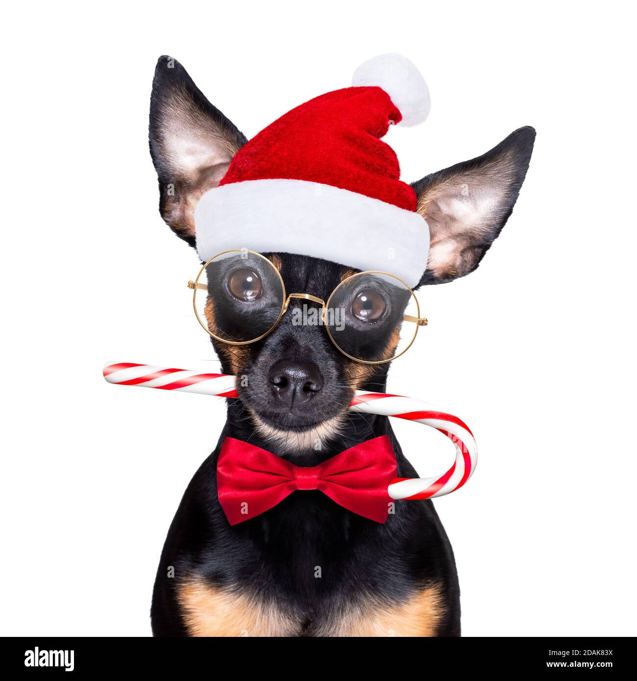 Prague rattler hi-res stock photography and images - Alamy