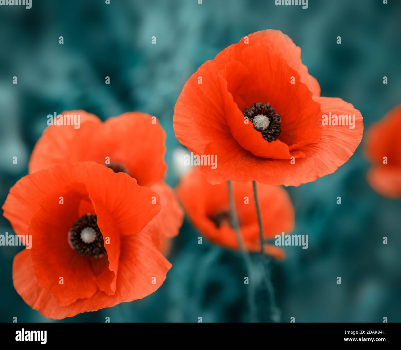 Field of poppies. Landscape with poppy. Nature background. Vintage ...