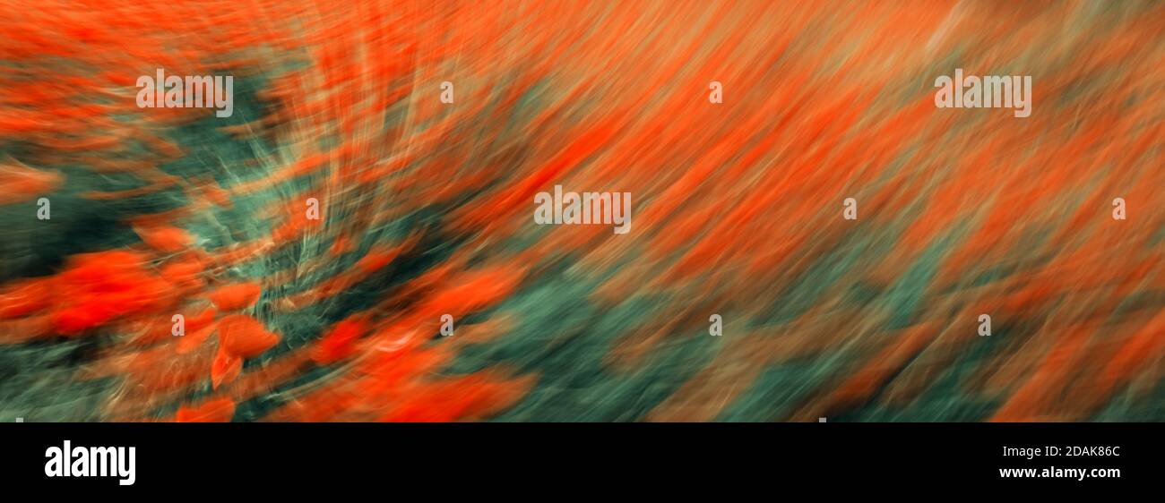 Abstract blurred image of the field of poppies. Landscape with poppy ...