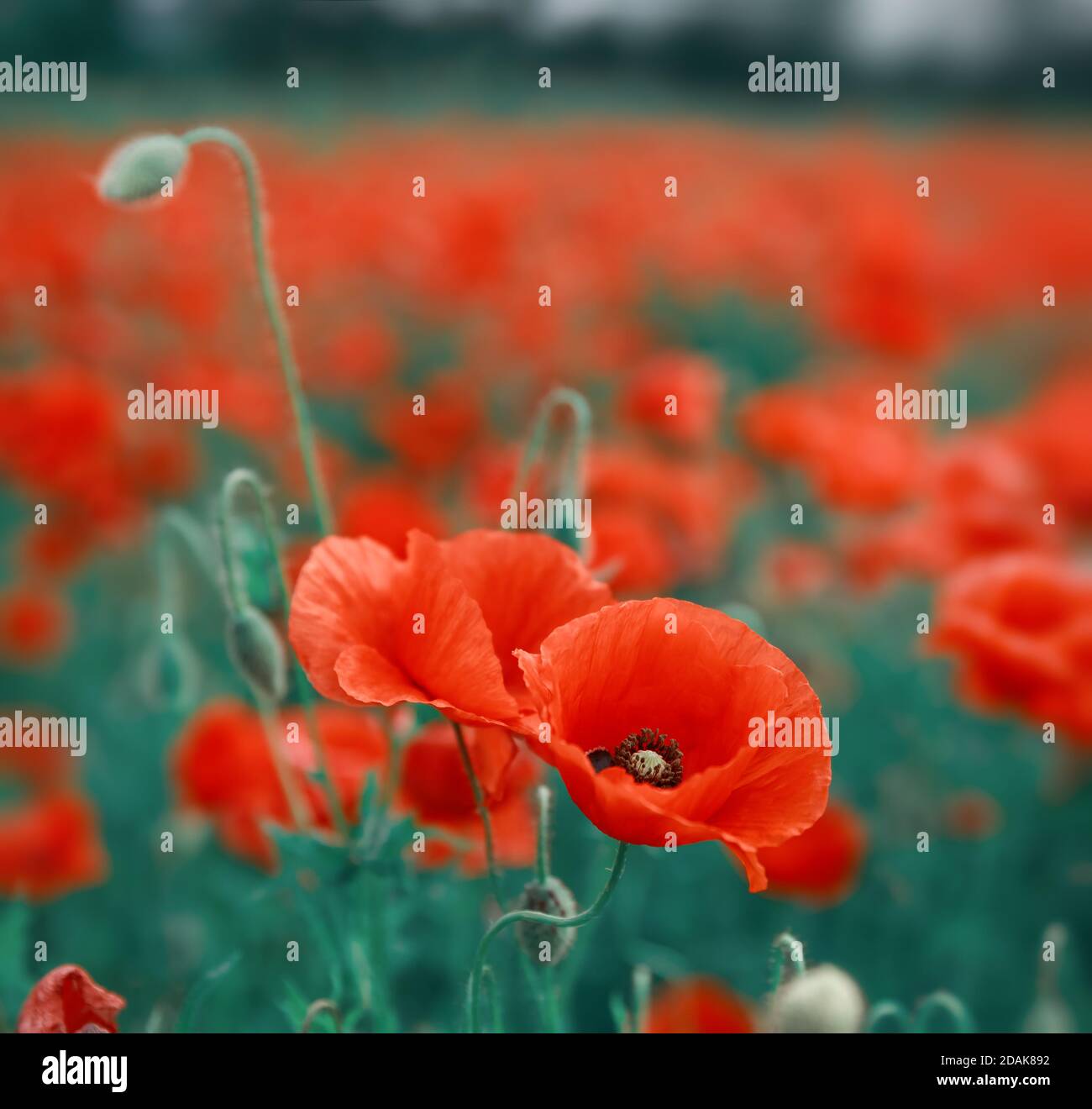 Field of poppies. Landscape with poppy. Nature background. Vintage ...