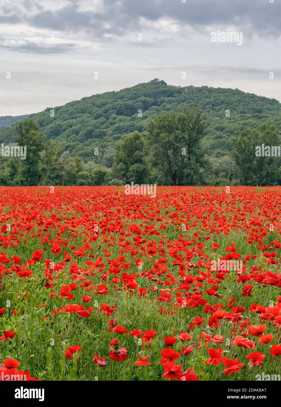 Field of poppies. Landscape with poppy. Nature background Stock Photo ...