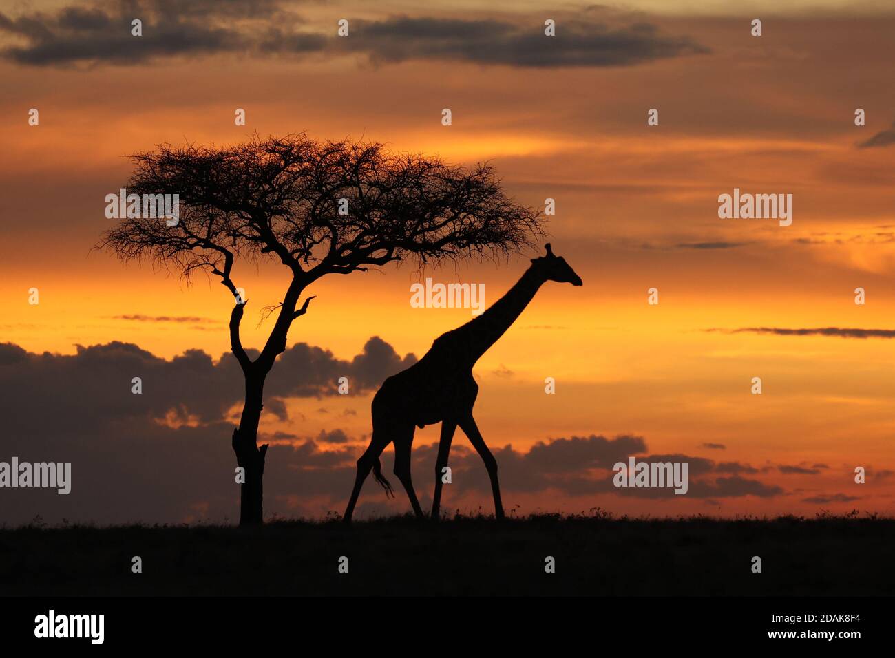 Real africa hi-res stock photography and images - Alamy