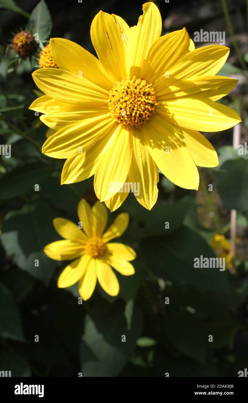 Cottage garden border wildflowers hi-res stock photography and images ...