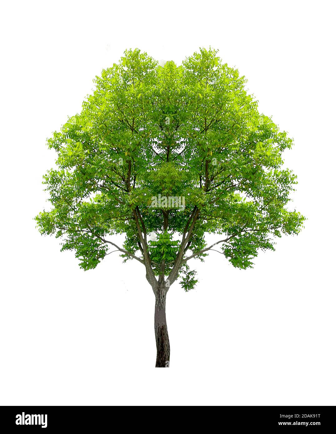 Tree isolated on white background Stock Photo - Alamy