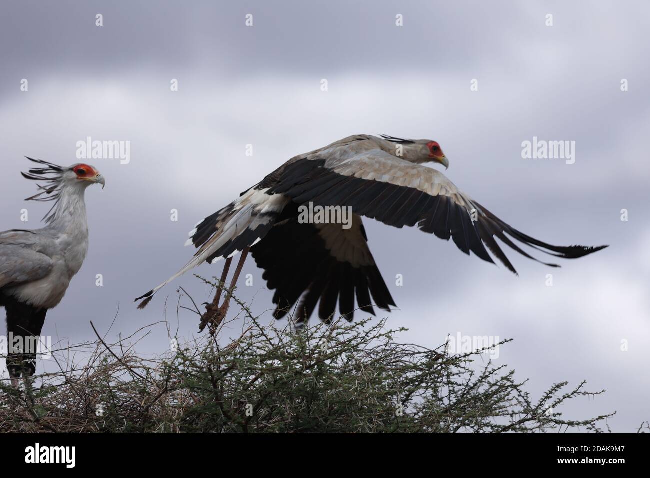 Secretary Bird Flying High Resolution Stock Photography and Images - Alamy