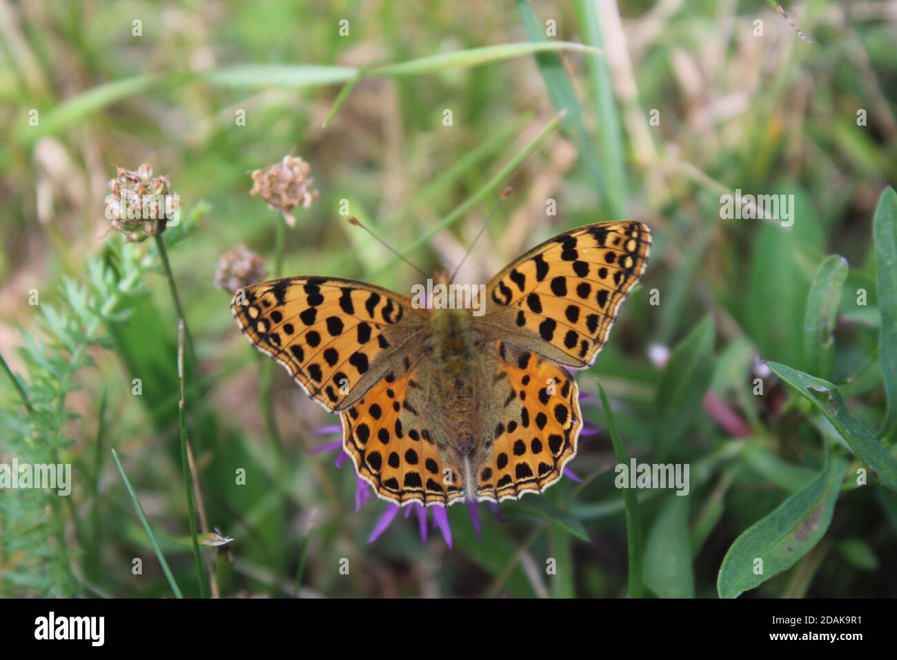 Wildflower meadow butterfly hi-res stock photography and images - Alamy