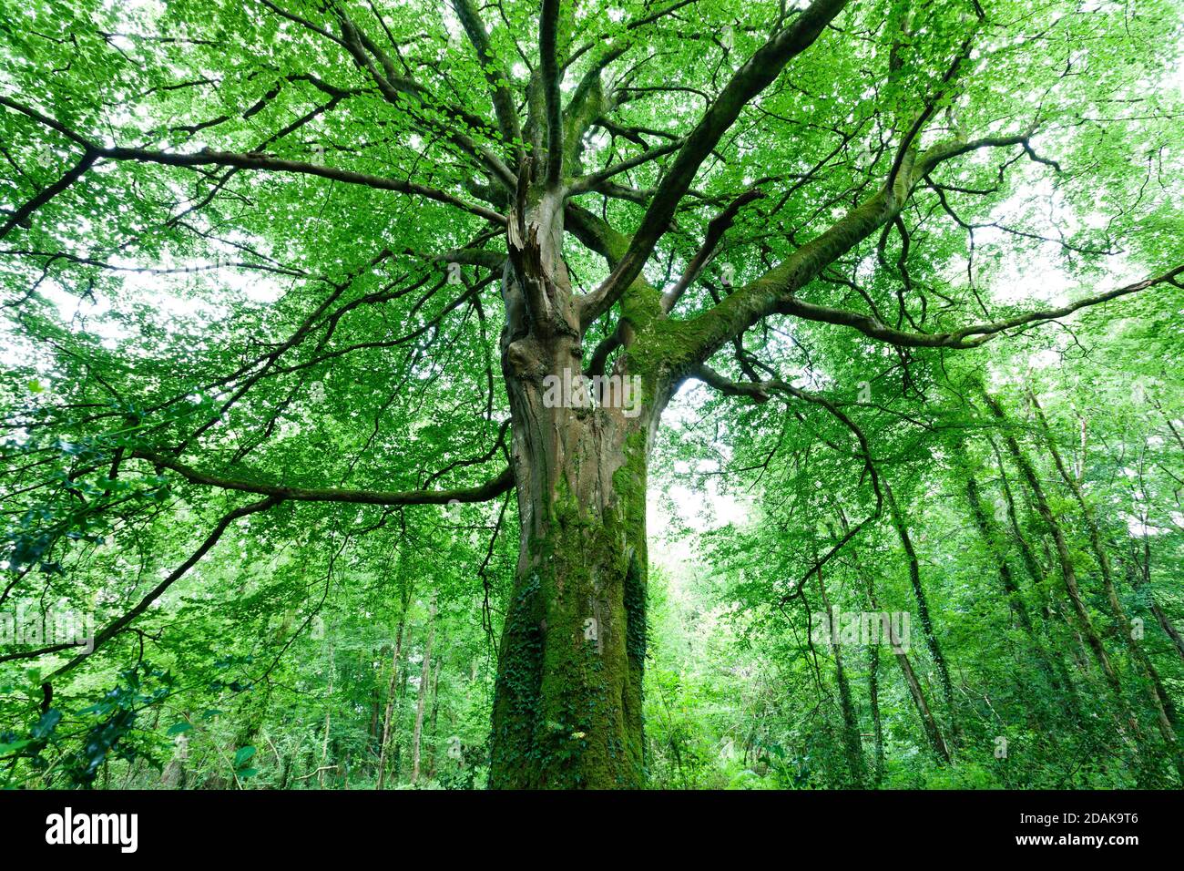 Old beech tree, Fagus sylvatica, in the forest of Saint Sauveur le ...