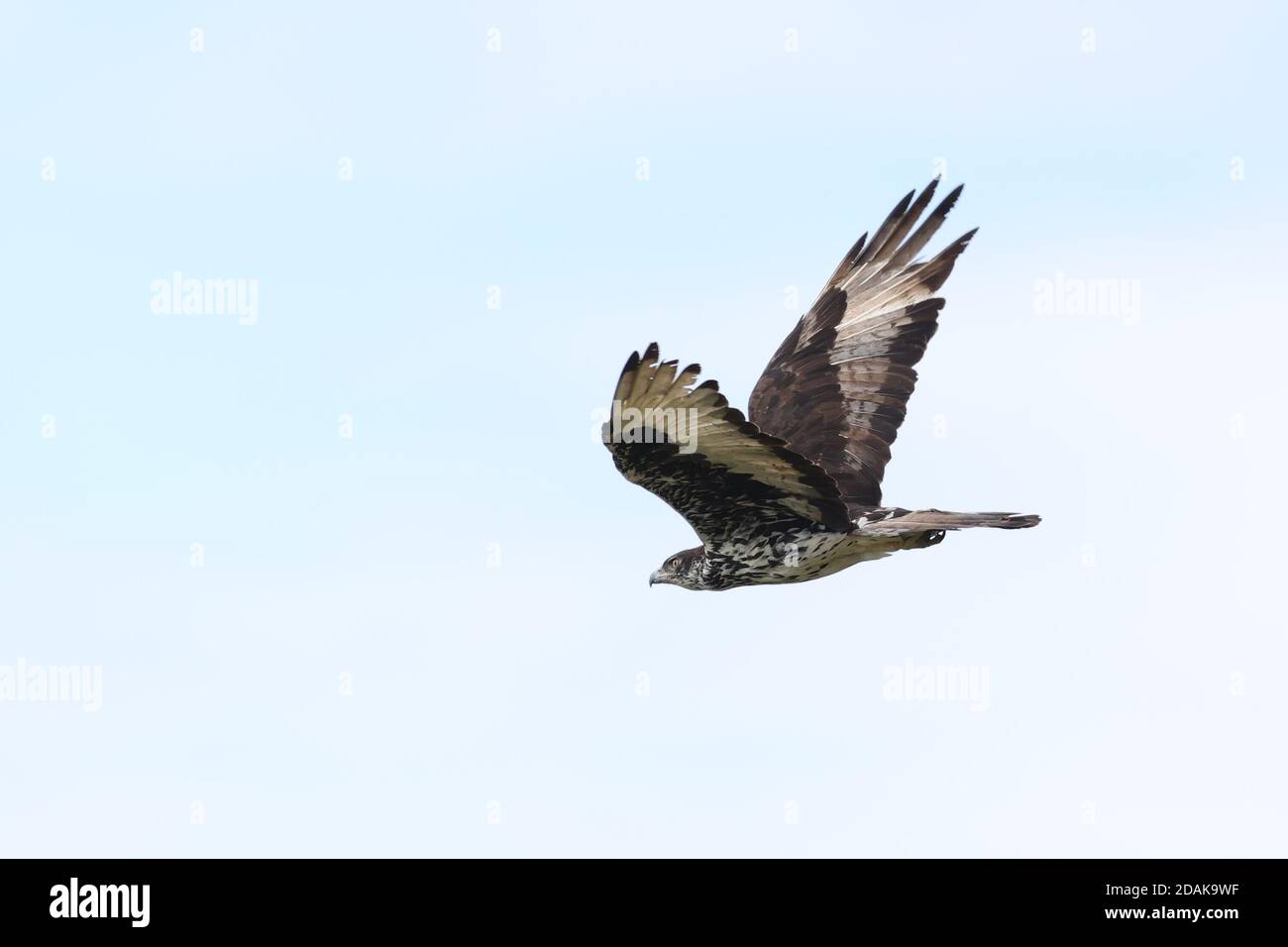 African Hawk Eagle High Resolution Stock Photography and Images - Alamy