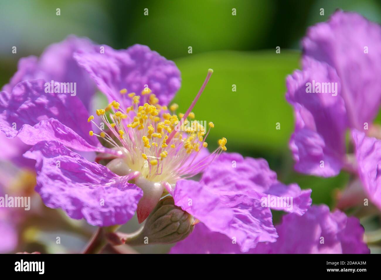 Lagerstroemia speciosa hi-res stock photography and images - Alamy