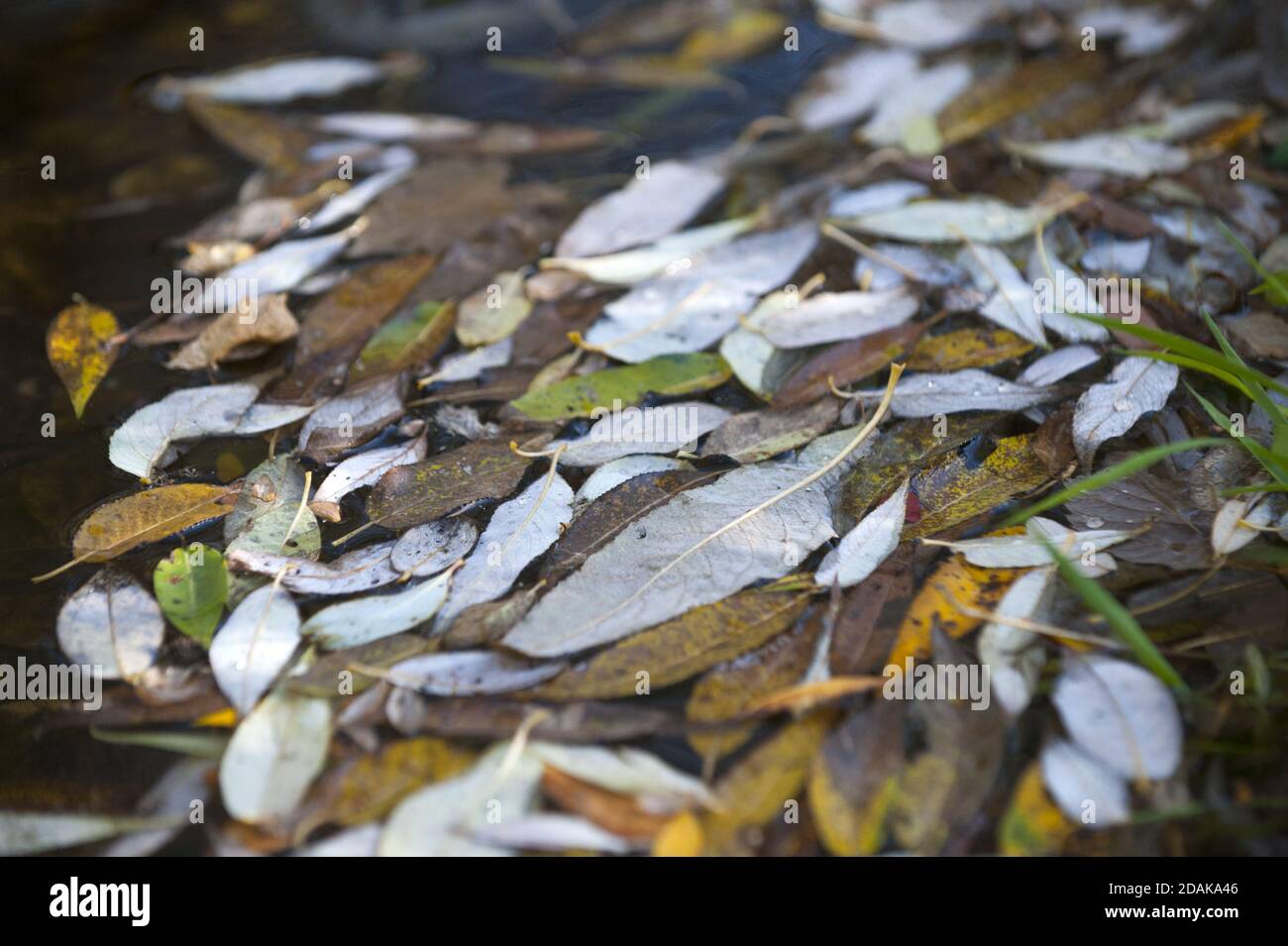 willow leaves in a running water Stock Photo - Alamy