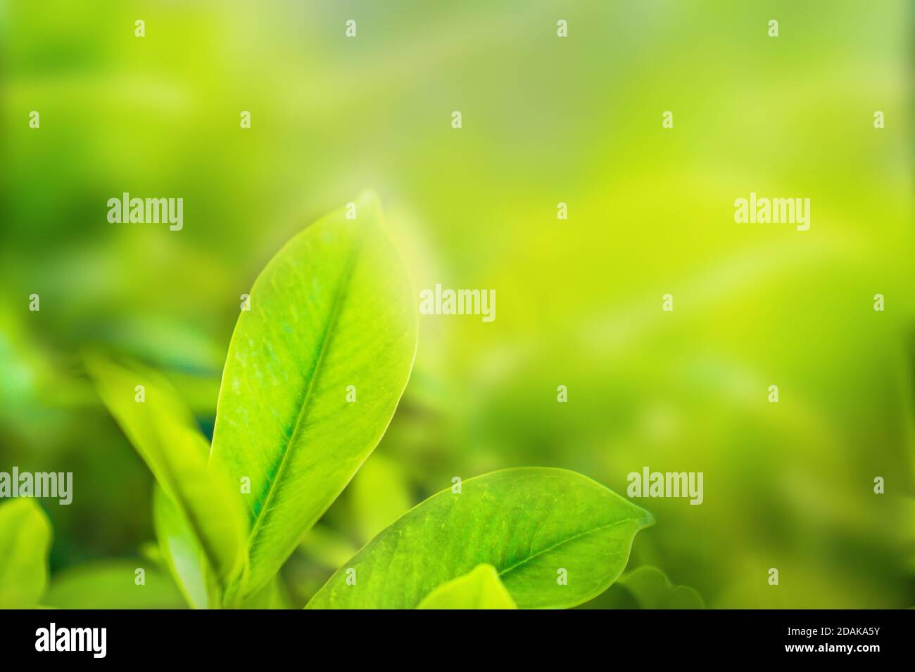 Natural green plants used as background or wallpaper,Natural scenery of ...