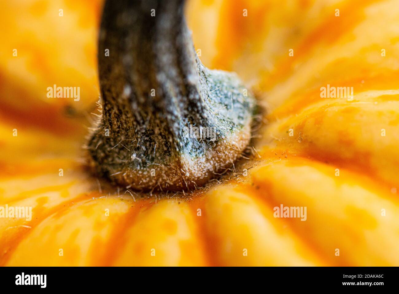 Cucurbita stem hi-res stock photography and images - Alamy