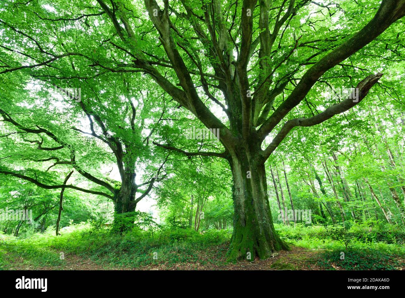 Old beech tree, Fagus sylvatica, in the forest of Saint Sauveur le ...