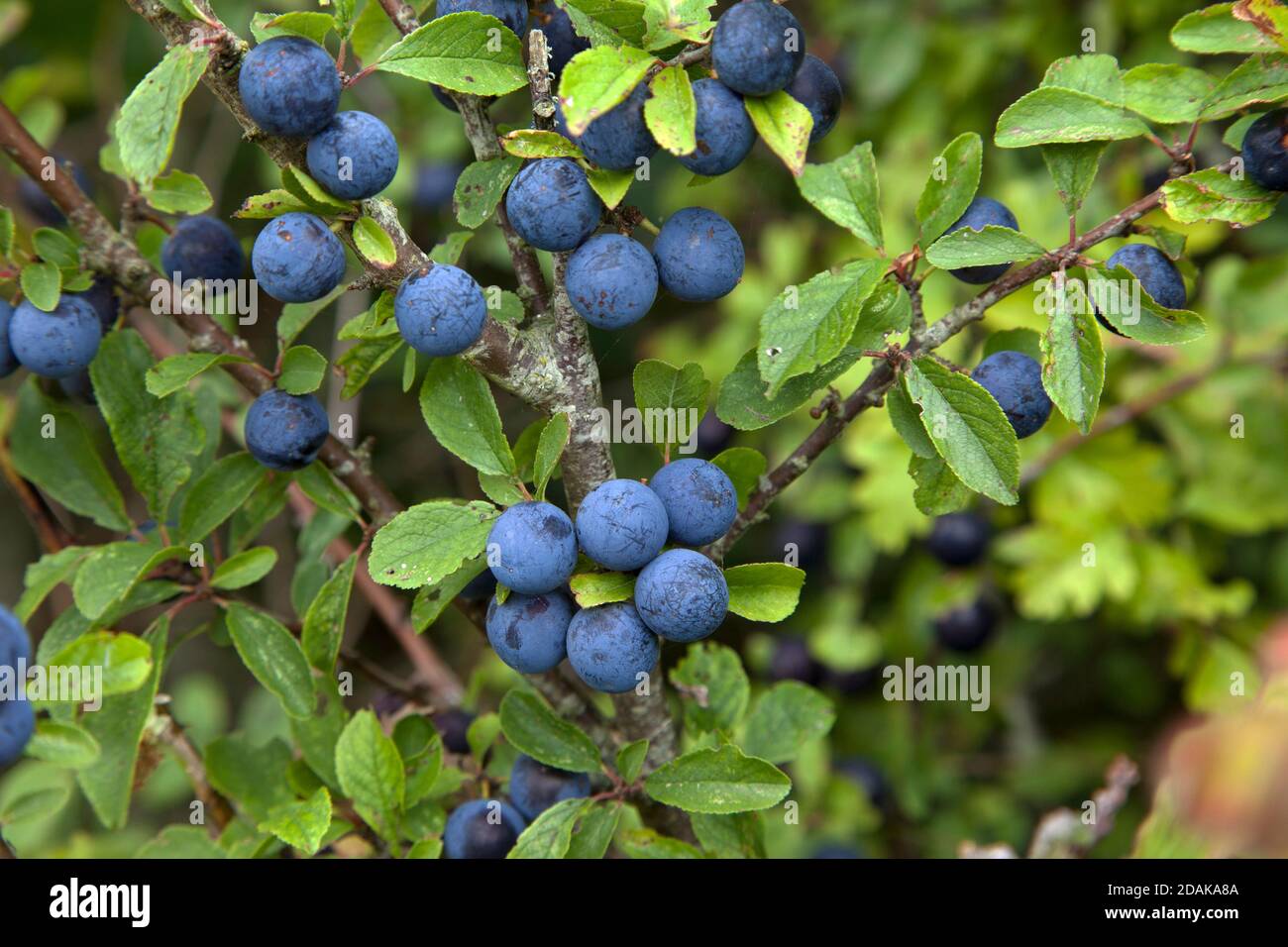 Blackthorn tree hi-res stock photography and images - Alamy