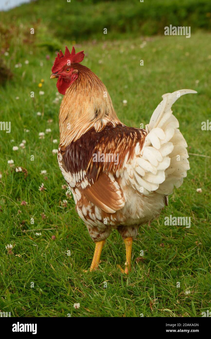 Cockerel walking on grass hi-res stock photography and images - Alamy