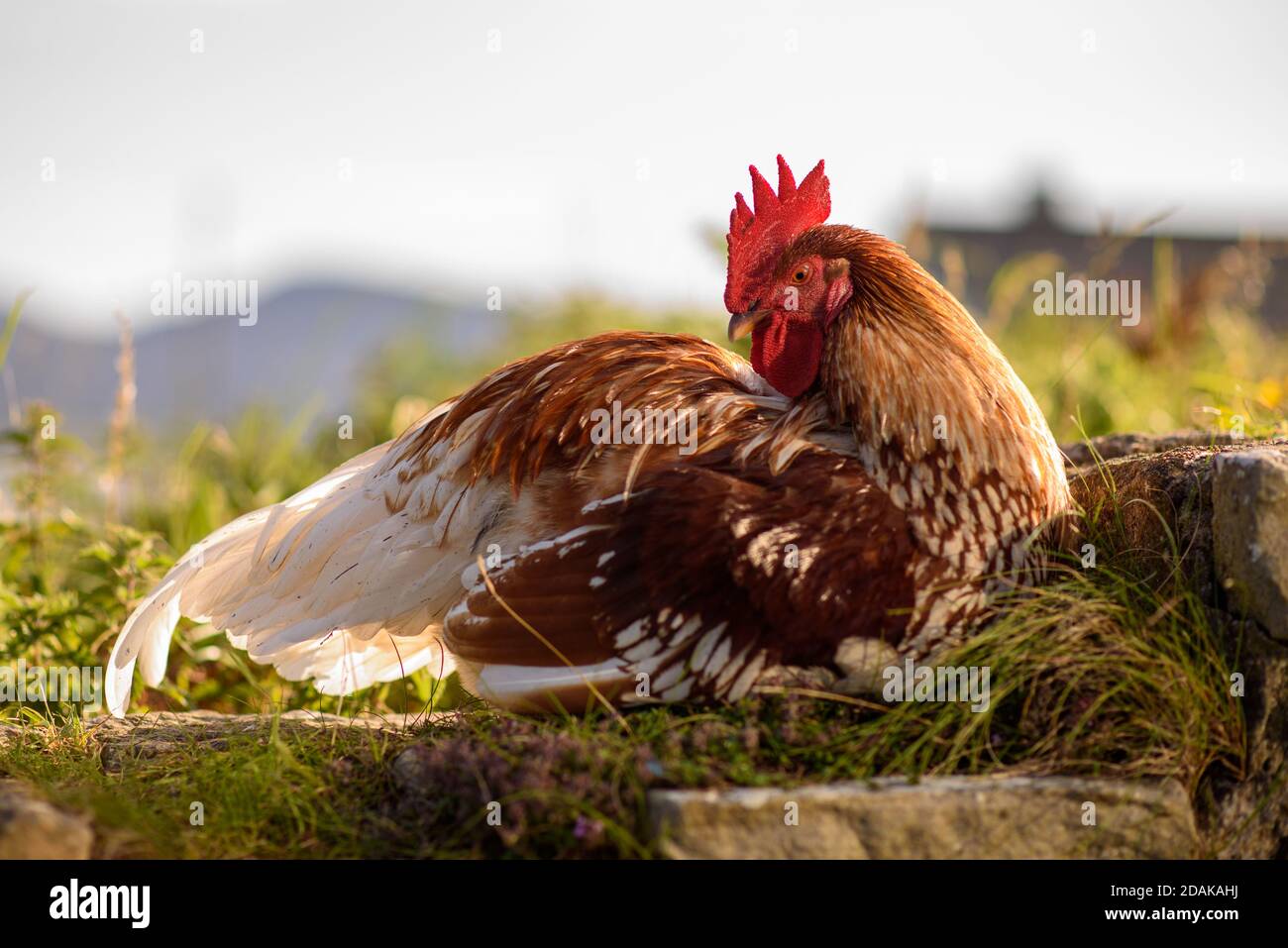 Colorful rooster hi-res stock photography and images - Alamy