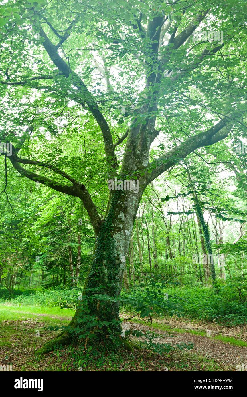 Old beech tree in the forest of Saint Sauveur le Vicomte Cotentin ...