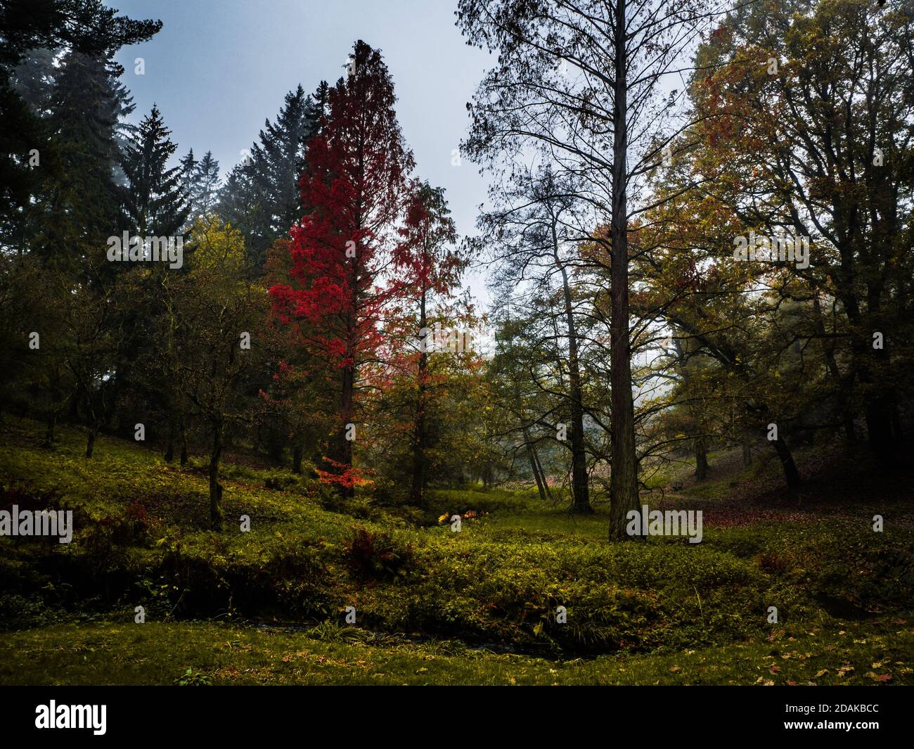 Early morning in the forest hi-res stock photography and images - Alamy
