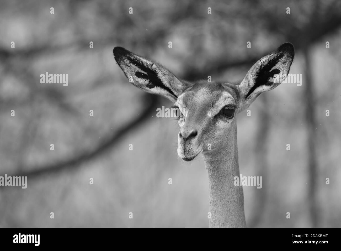 Black And White Safari Animals High Resolution Stock Photography and ...