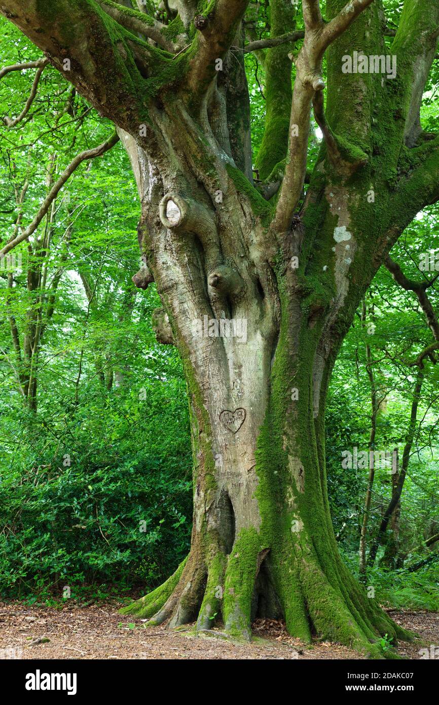 Old beech tree in the forest of Saint Sauveur le Vicomte Cotentin ...