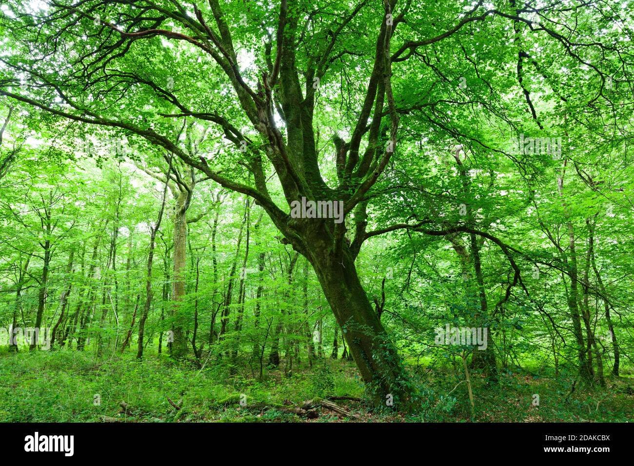 Old beech tree in the forest of Saint Sauveur le Vicomte Cotentin ...