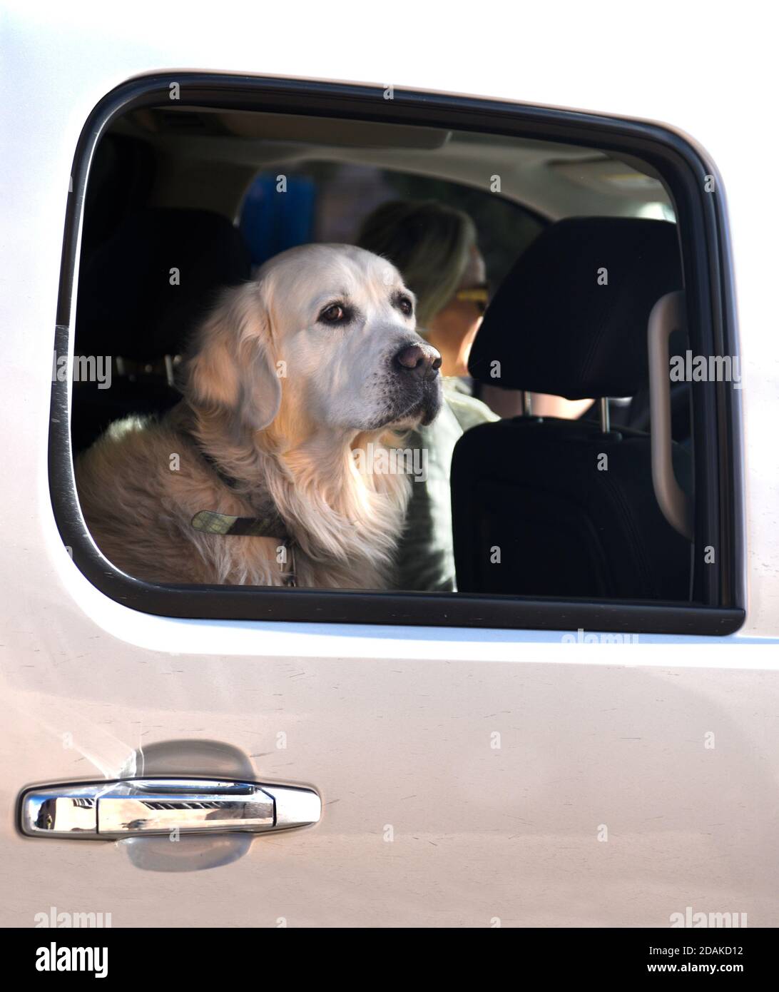 Labrador retriever in car hi-res stock photography and images - Alamy