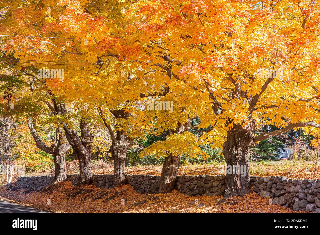 Colorful maple trees line a rural country road in Massachusetts Stock ...