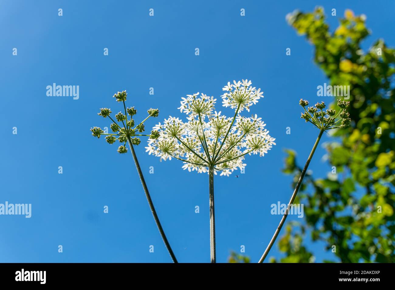 Plants blowing in the wind hi-res stock photography and images - Alamy
