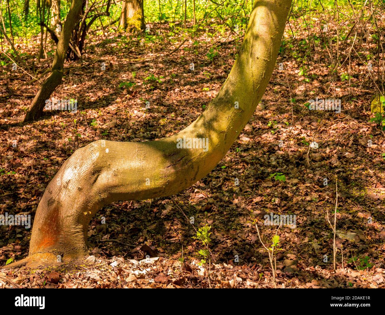 Beautiful crooked tree in hi-res stock photography and images - Alamy