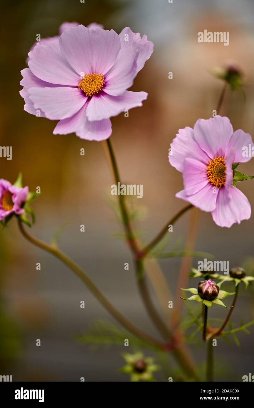 Macro shot of a pink tickseed flower (Coreopsis rosea) in the sunshine ...