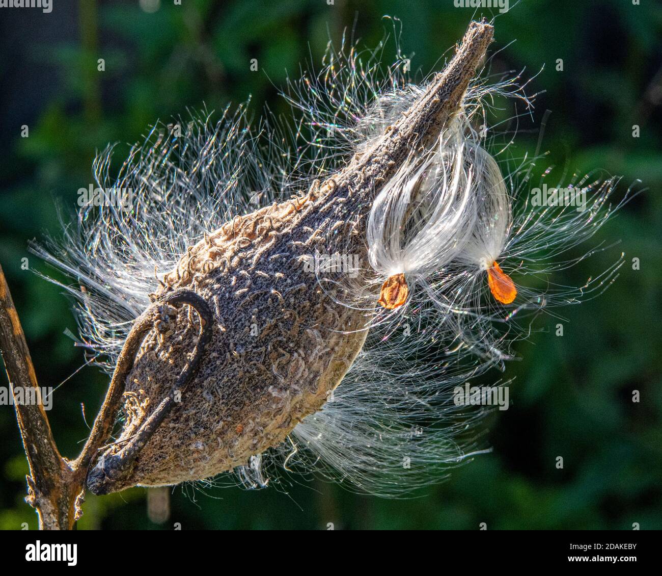 Milkweed seed pod hi-res stock photography and images - Alamy