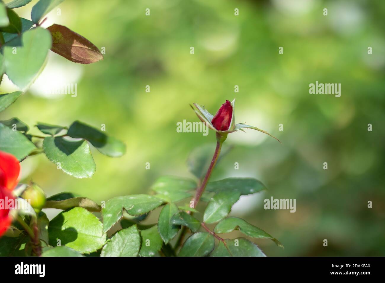 A close up of a flower Stock Photo - Alamy