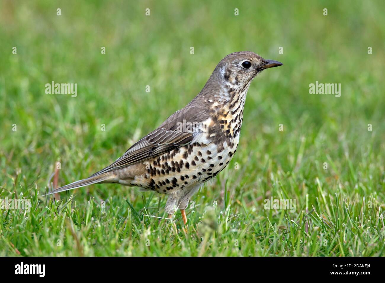 Thrush uk garden hi-res stock photography and images - Alamy