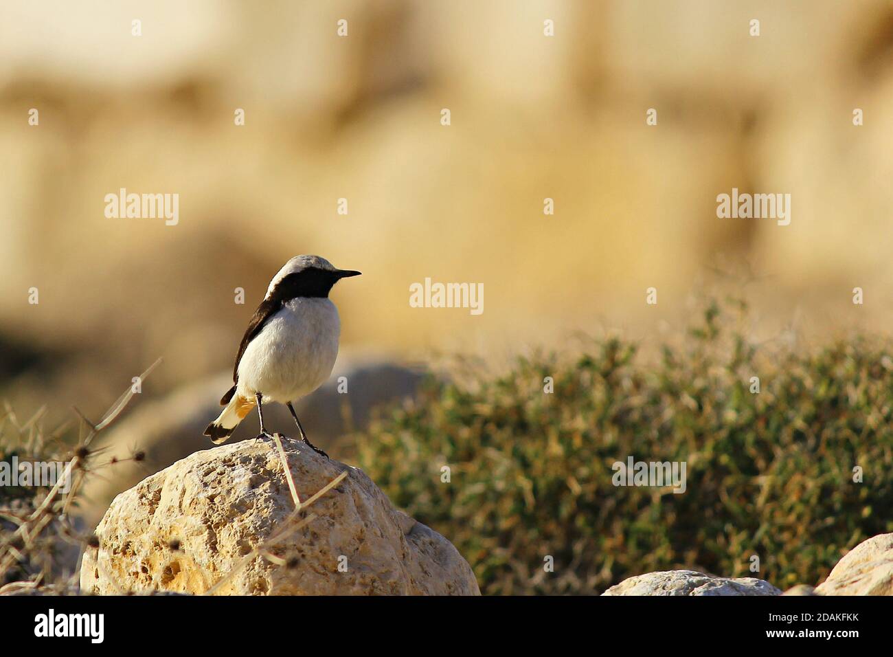 Oenanthe lugens hi-res stock photography and images - Alamy