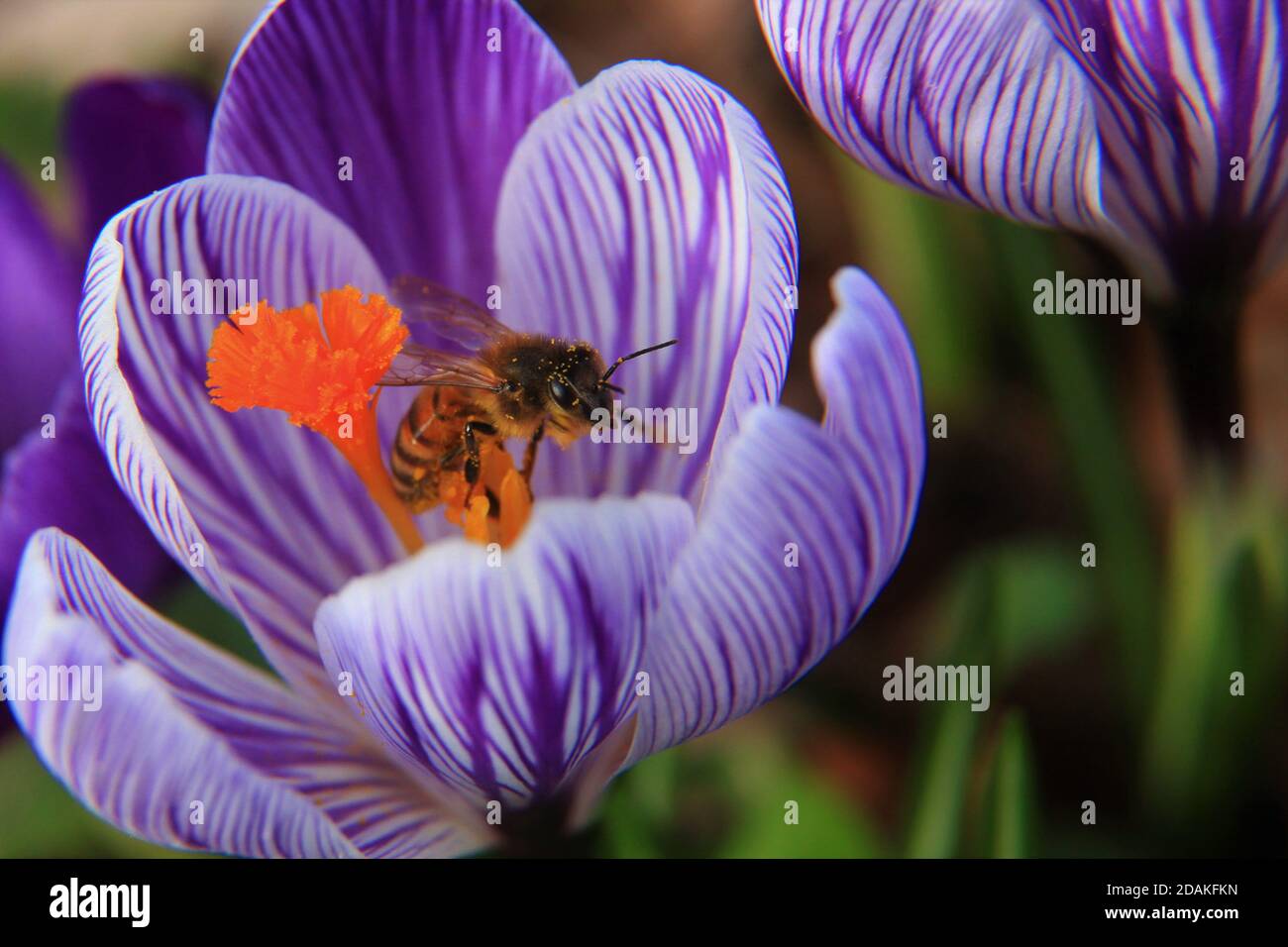 Honey Bee on Crocus Stock Photo - Alamy