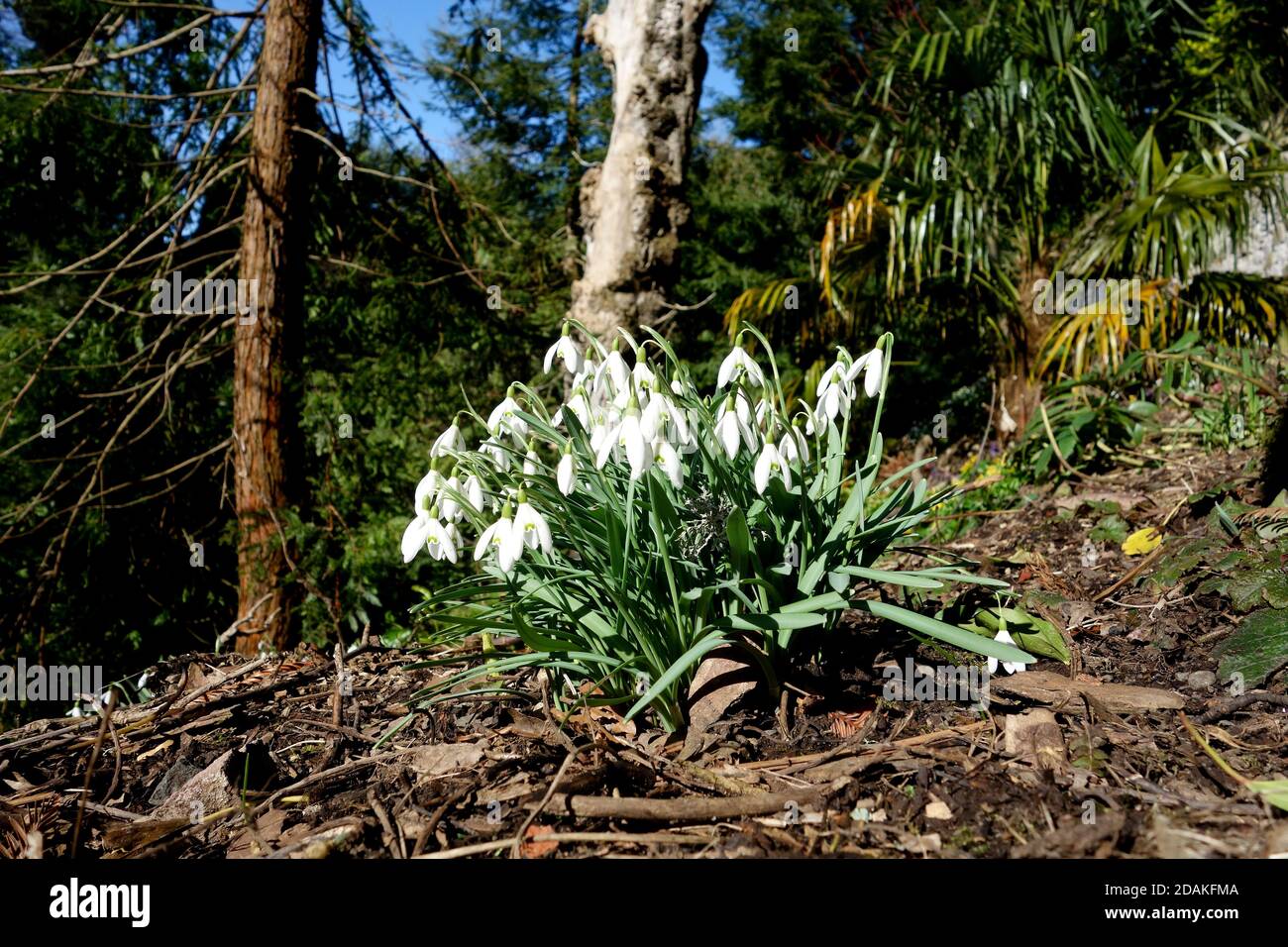 Snowdrops, House of Dun, Angus, Scotland Stock Photo - Alamy
