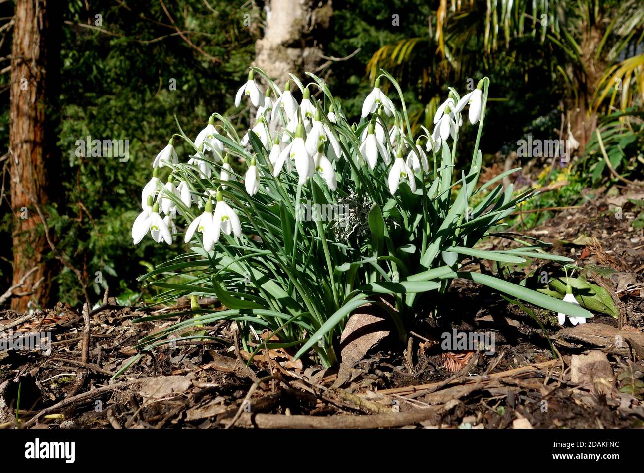 Snowdrops, House of Dun, Angus, Scotland Stock Photo - Alamy