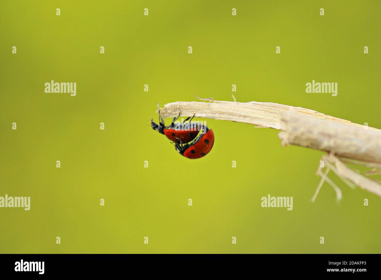 Artflora hi-res stock photography and images - Alamy