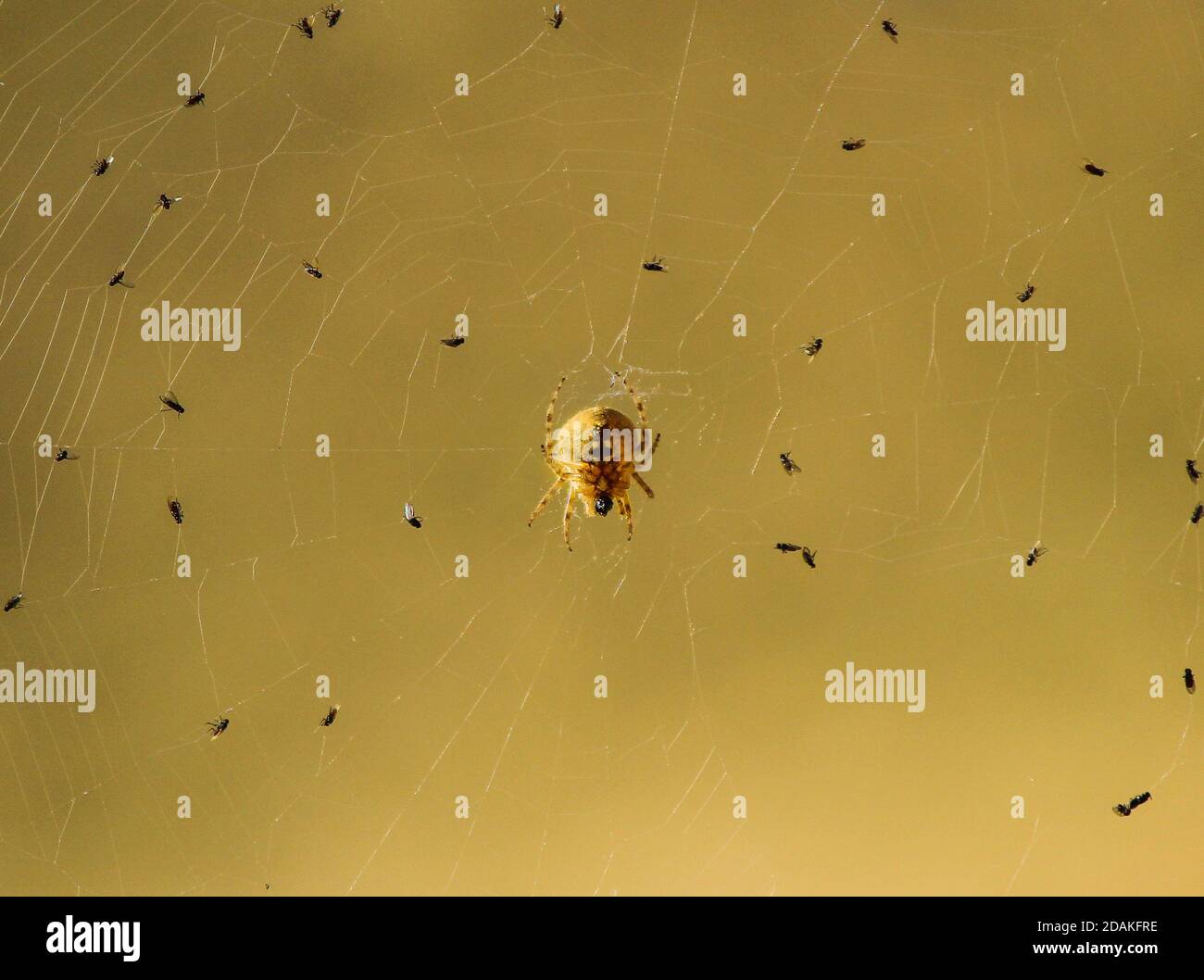 Spider catch Flies after Flies was trapped on spiderweb. A spider ...