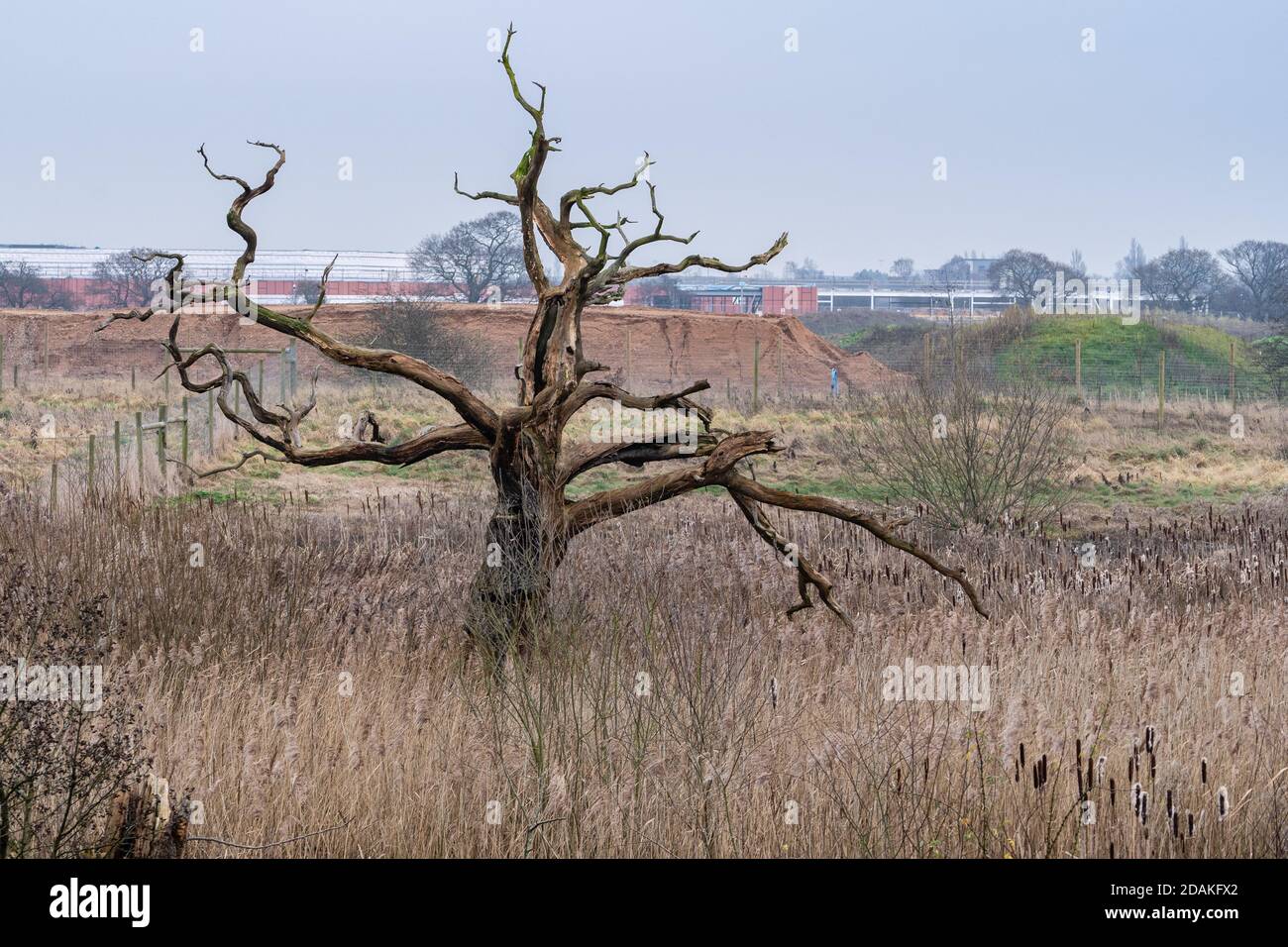 A gnarled, dead tree stands amongst bulrushes with an industrial ...