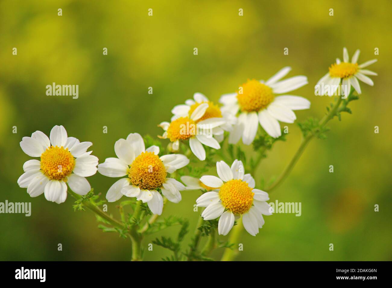 Feverfew pink hi-res stock photography and images - Alamy