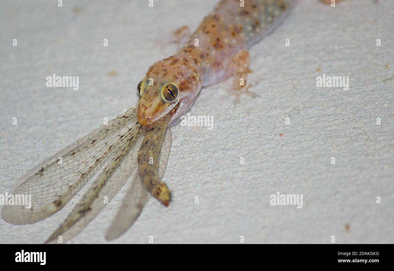 Geckos small lizards catch a butterfly hi-res stock photography and ...