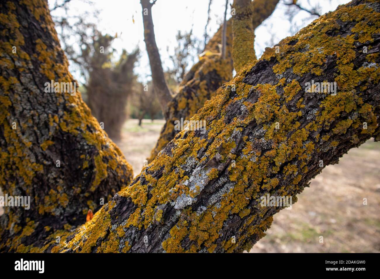 Yellow lichen on tree dry branches. Xanthoria parietina, yellow scale ...